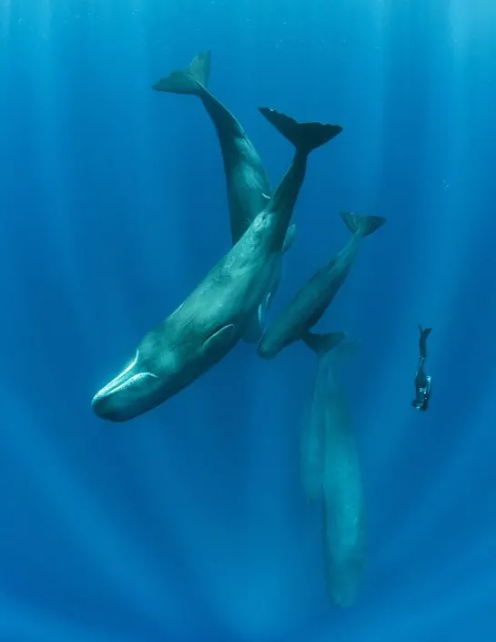 Discover the sperm whale | Nausicaa